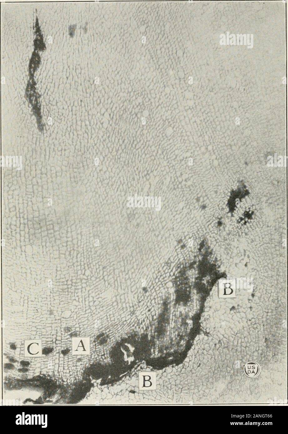 Gelatinizing hi-res stock photography and images - Alamy