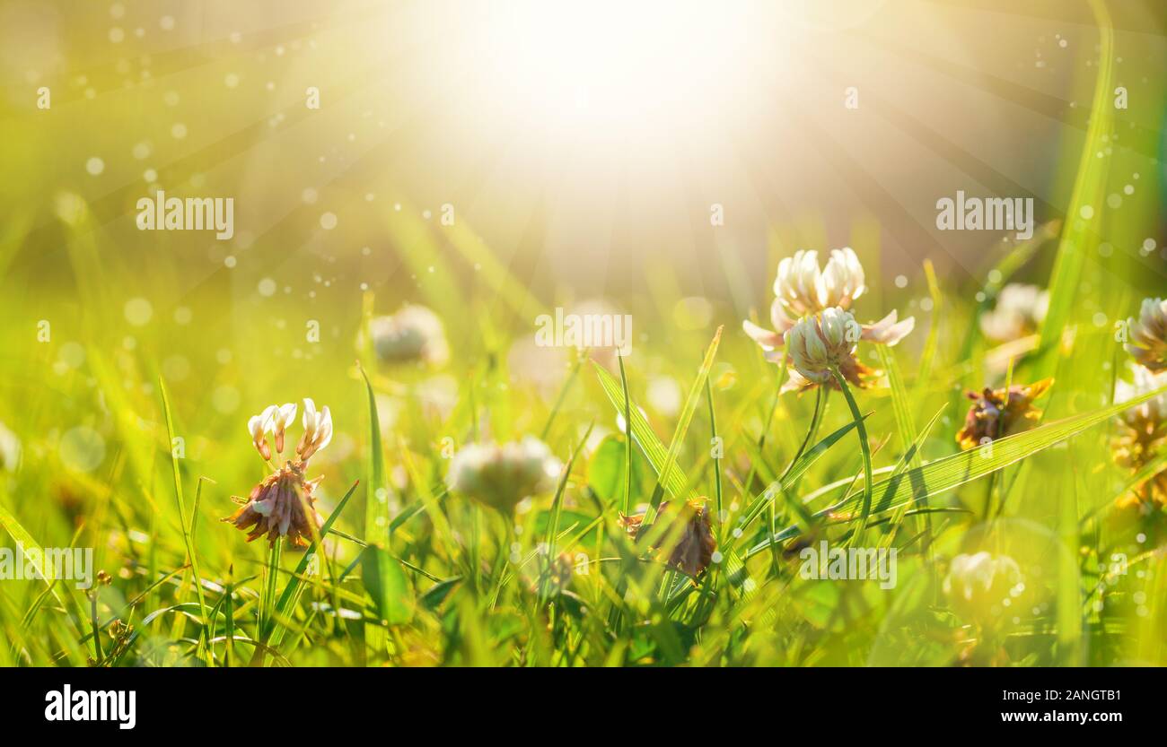 Art Spring Natural Green Background, Clover Flowers after rain Stock ...