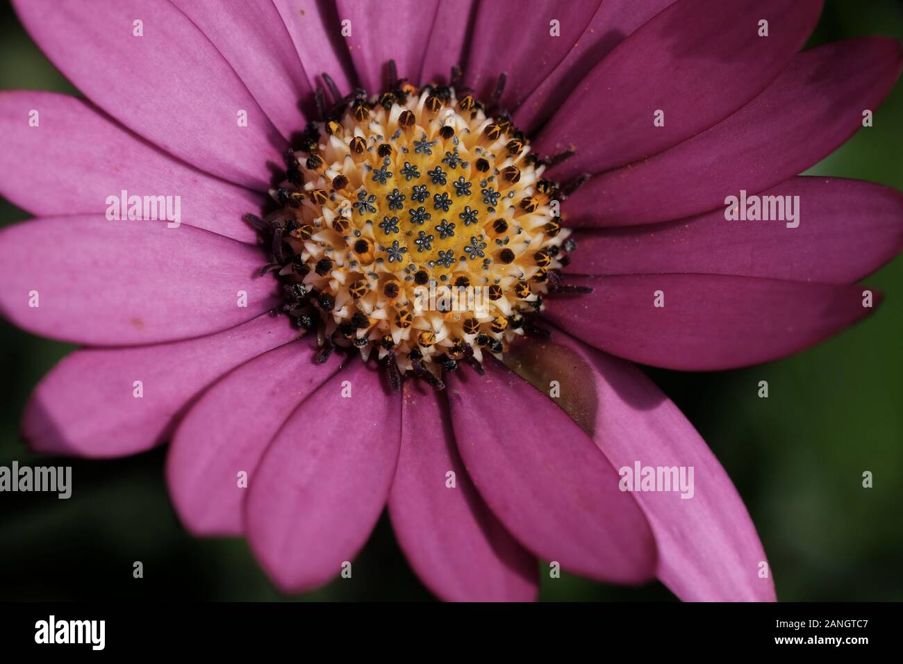 Daisy osteaspermum hi-res stock photography and images - Alamy