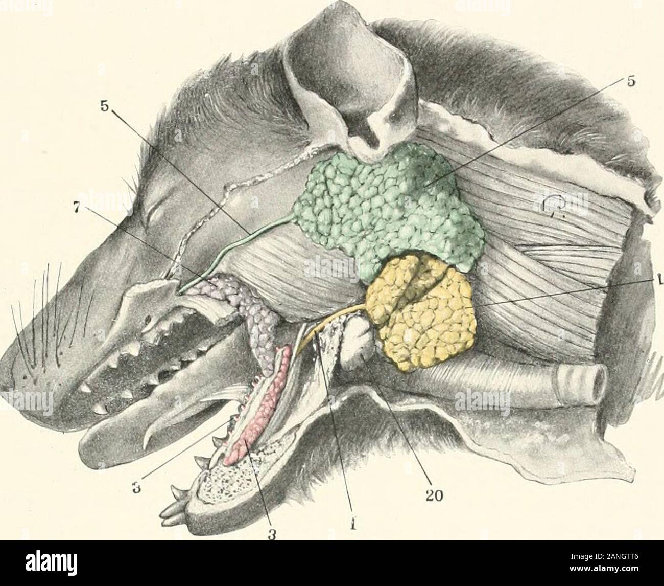 Lingual salivary gland hi-res stock photography and images - Alamy