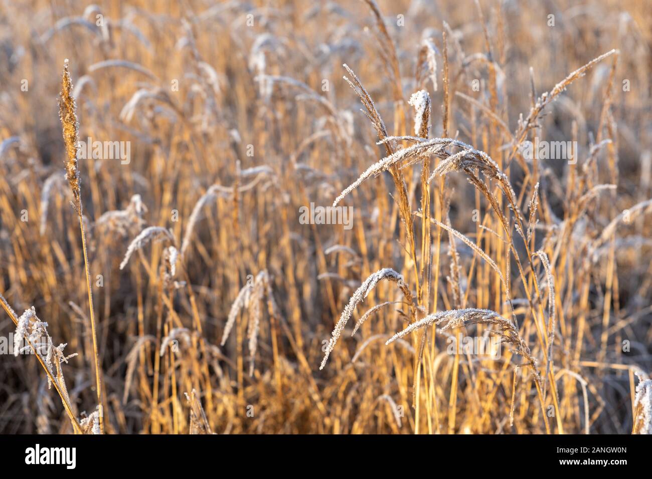 Frost on the grass and reed. Ice crystals close up. Nature Winter ...