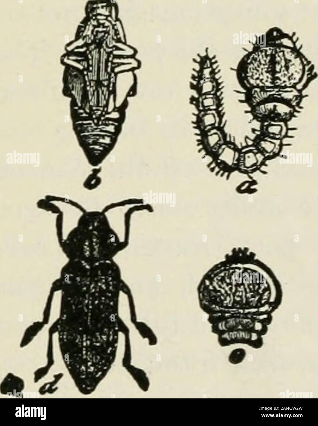 Ifit tree hi-res stock photography and images - Alamy