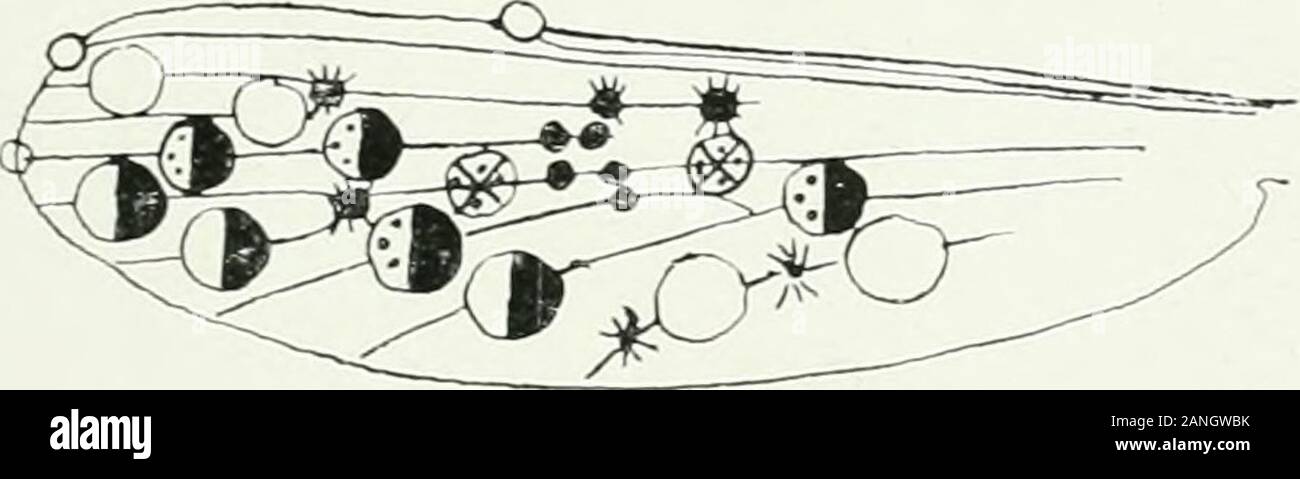 Annals of tropical medicine and parasitology . Ag.^. 7riuz.om.i^i ...