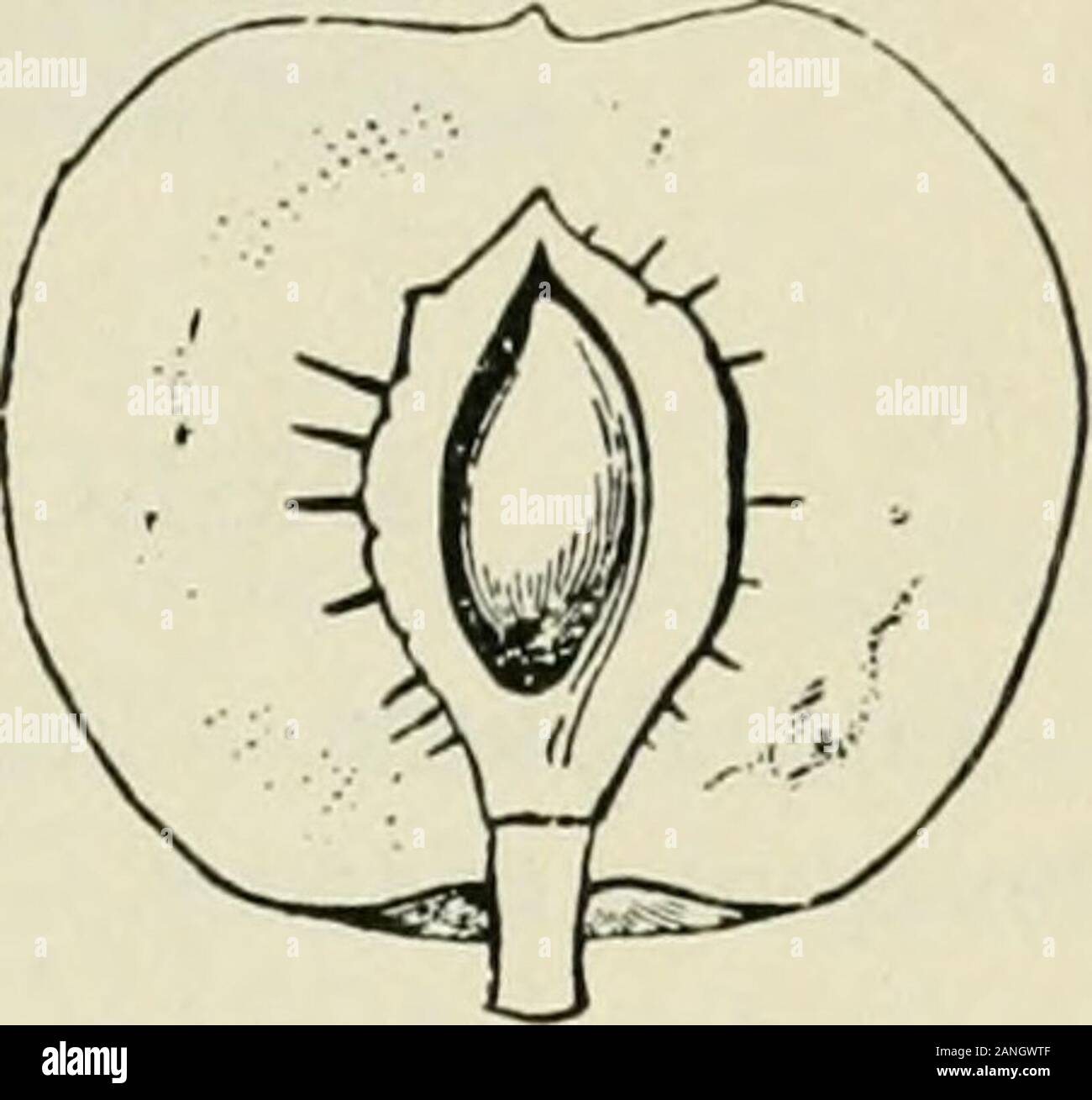 Hardier varieties hi-res stock photography and images - Alamy