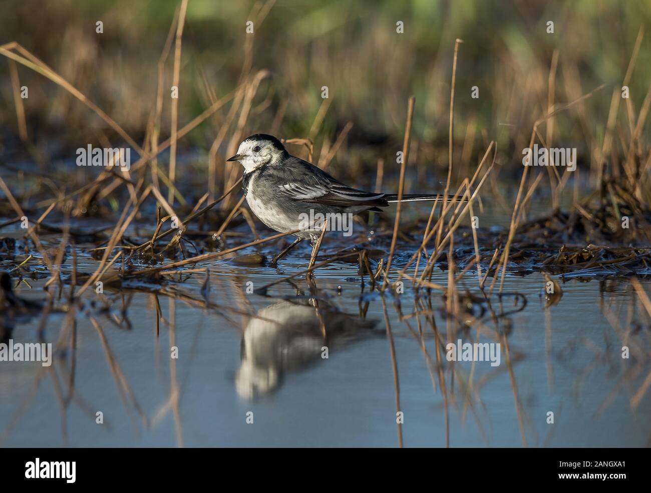 Pied Wagtail In Tree High Resolution Stock Photography and Images - Alamy