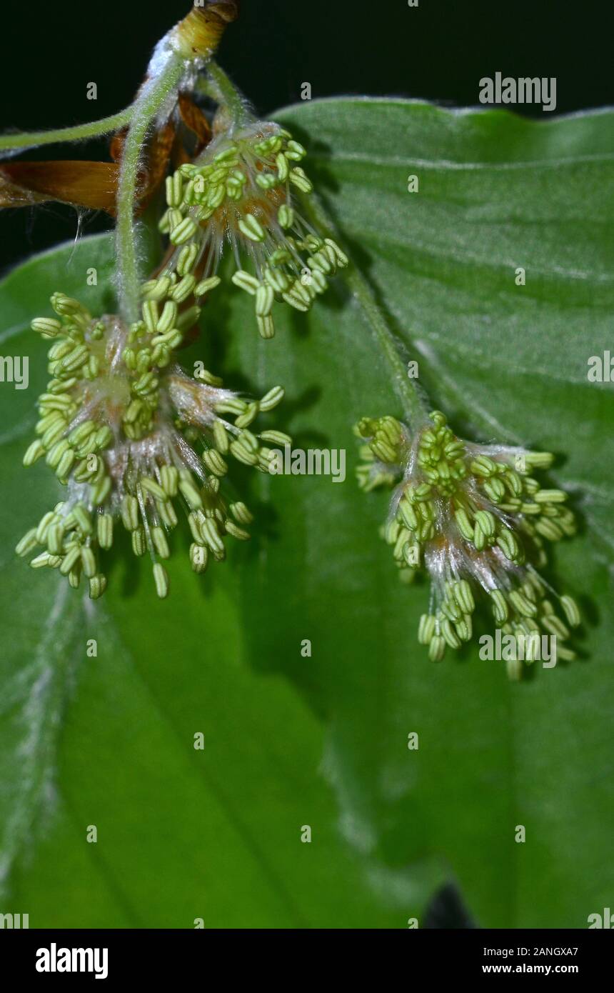 Beech blossom hi-res stock photography and images - Alamy