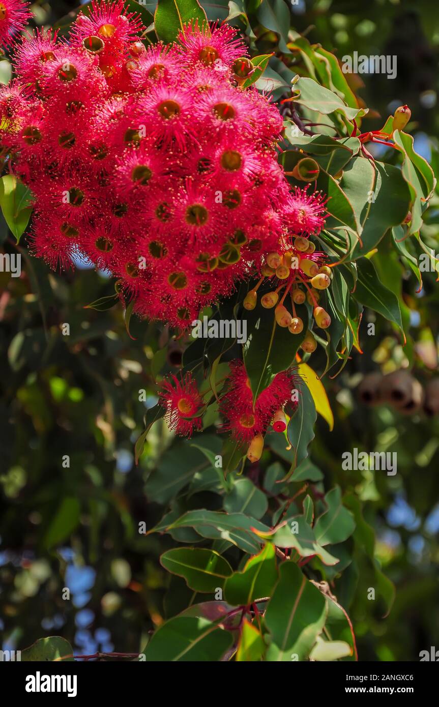 Blooming eucalyptus tree in Australia Stock Photo - Alamy