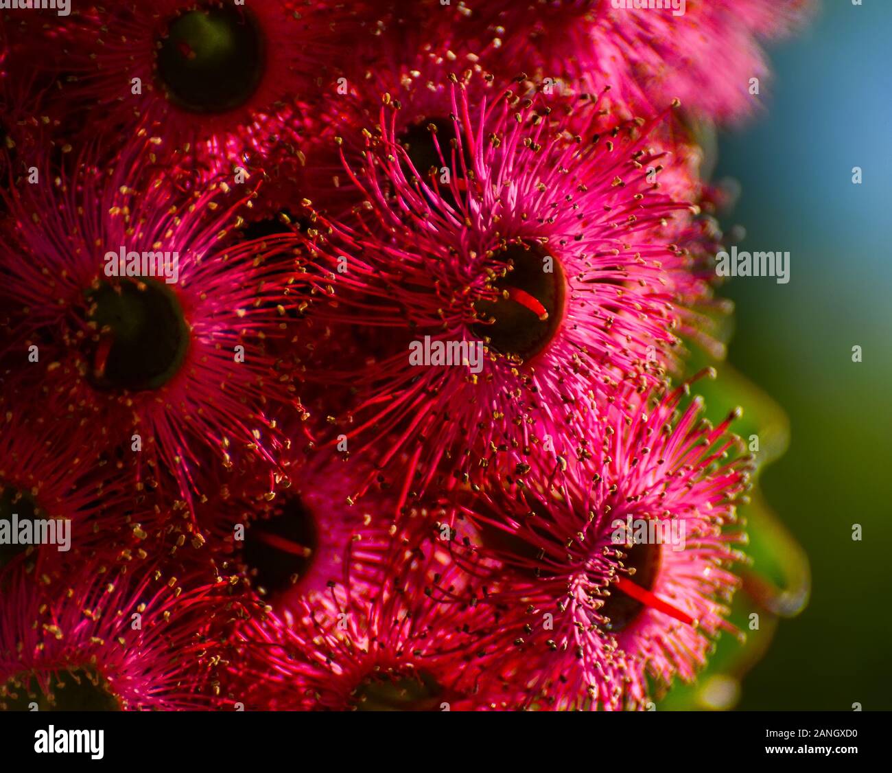 Blooming eucalyptus tree in Australia Stock Photo - Alamy