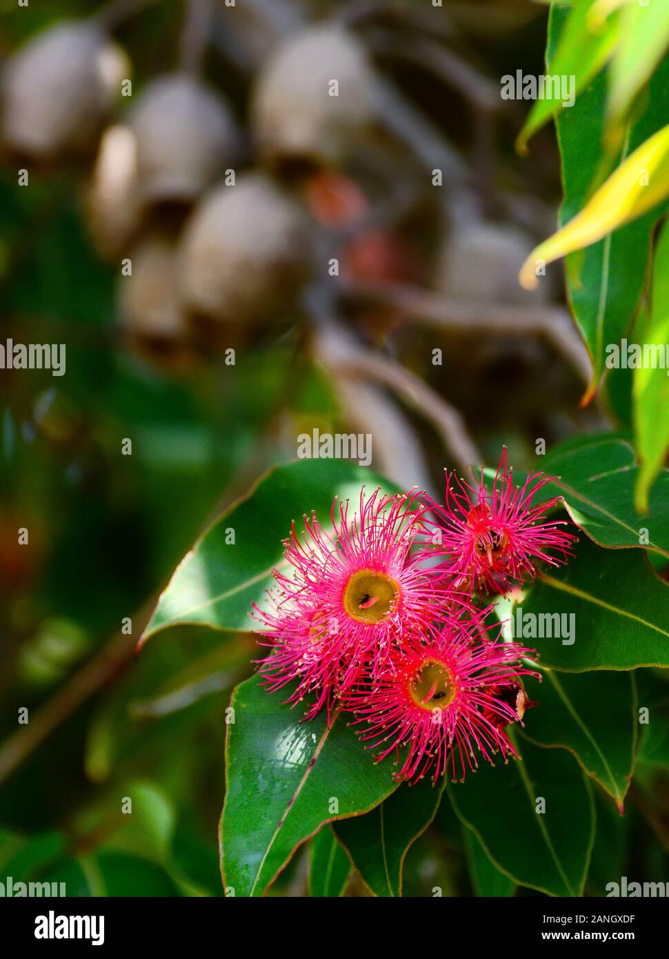 Blooming eucalyptus tree in Australia Stock Photo - Alamy