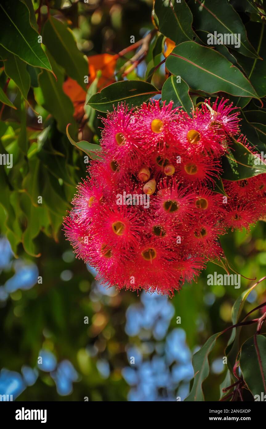 Blooming eucalyptus tree in Australia Stock Photo - Alamy