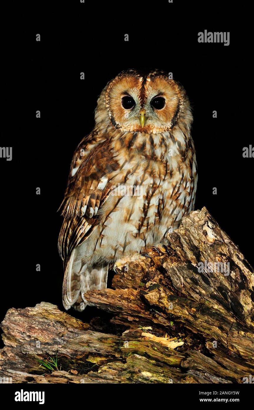tawny owl strix aluco Stock Photo - Alamy