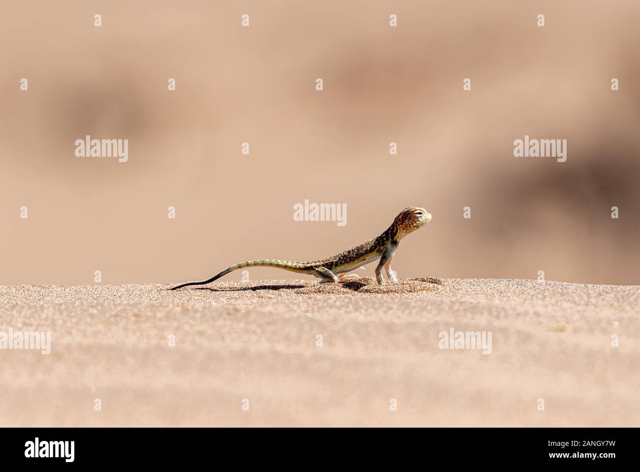 a lizard in the desert in iran Stock Photo - Alamy