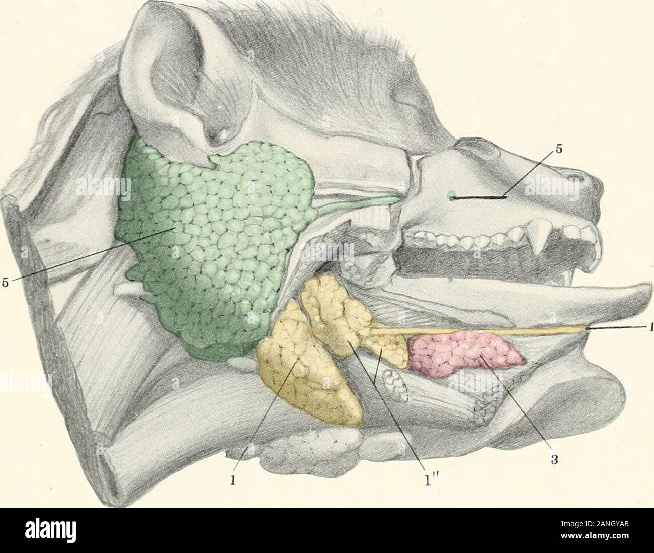 Contributions to the anatomy and development of the salivary glands in ...