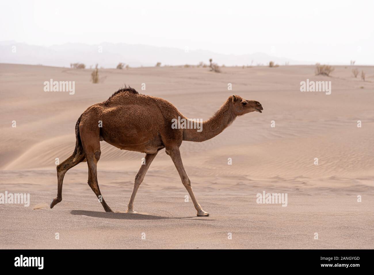 Camel in desert hi-res stock photography and images - Alamy