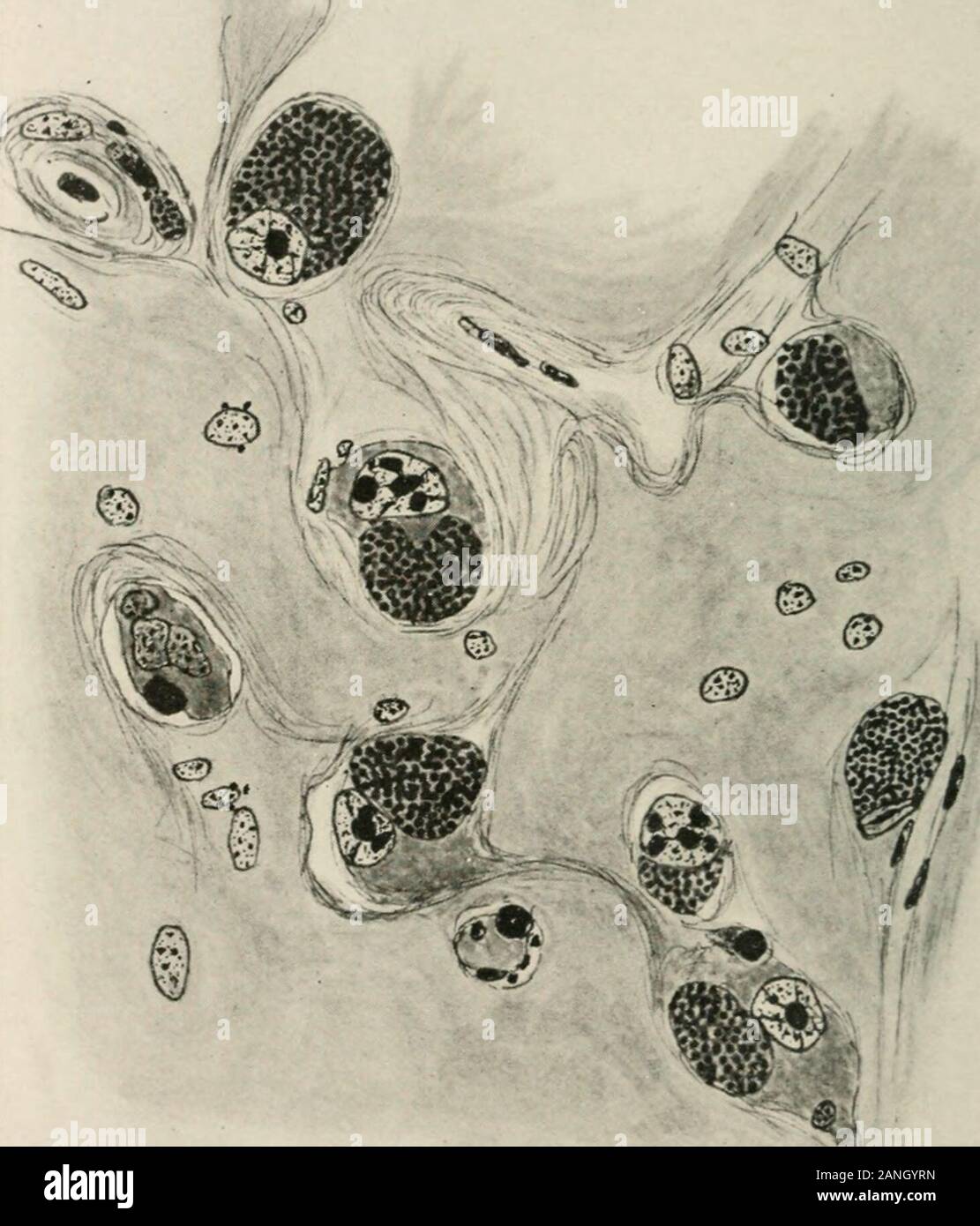 Celloidin brain hi-res stock photography and images - Alamy