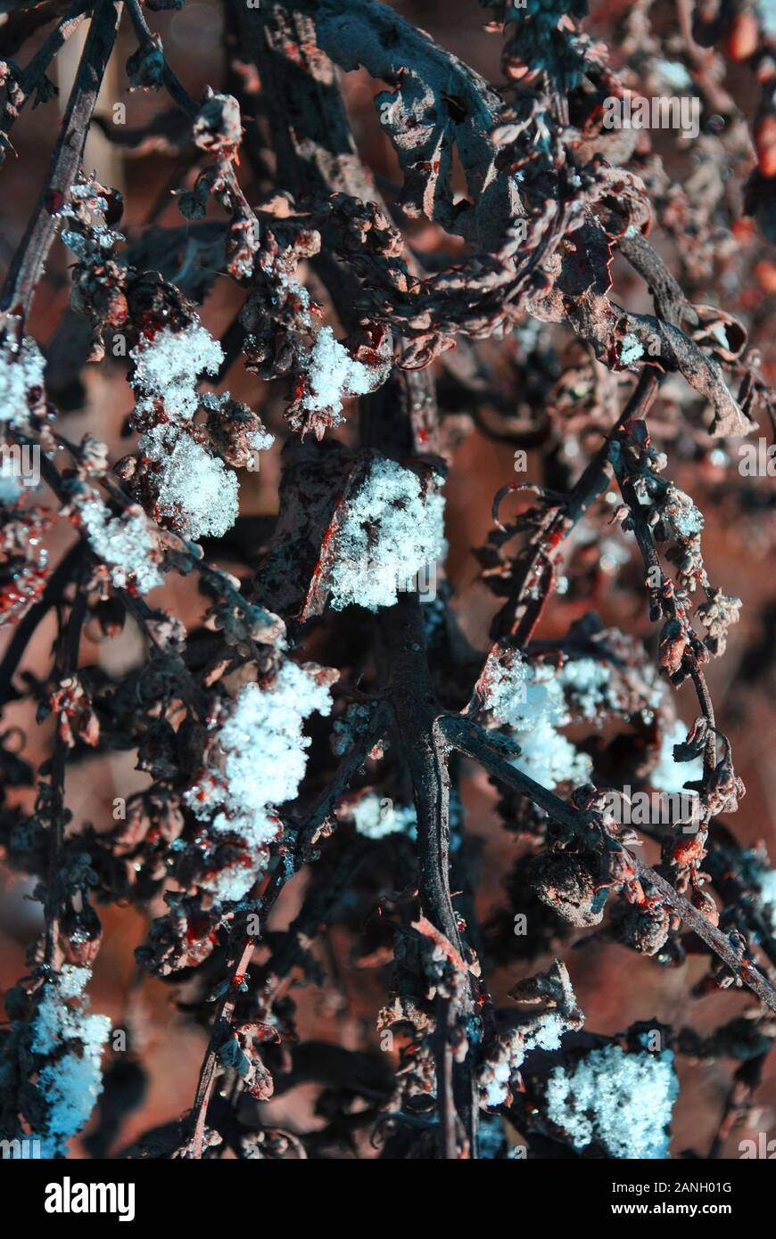 Snow on weathered plant, natural background, close up detail top view ...