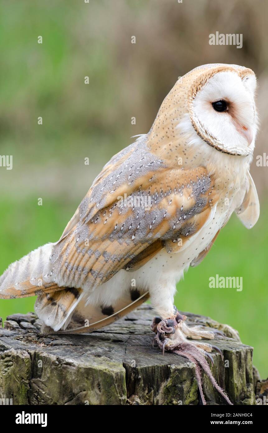 barn owl, nocturnal bird of prey in Italy Stock Photo - Alamy