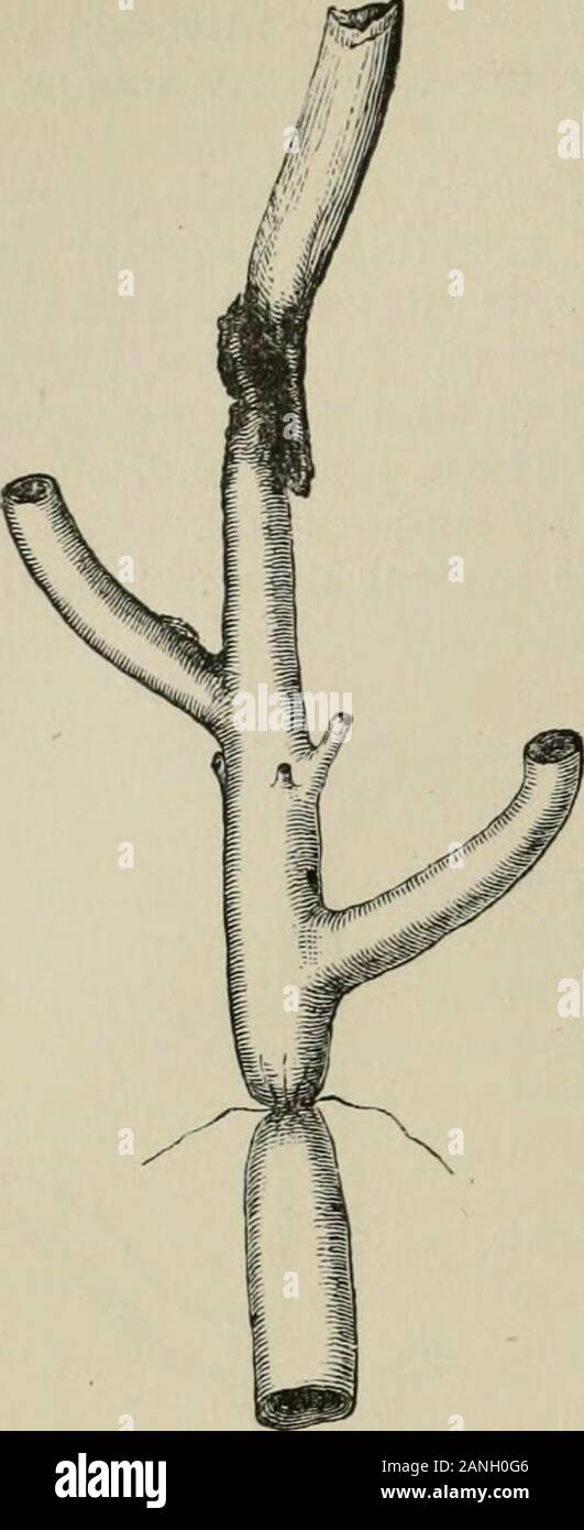 Popliteal arteries hi-res stock photography and images - Alamy