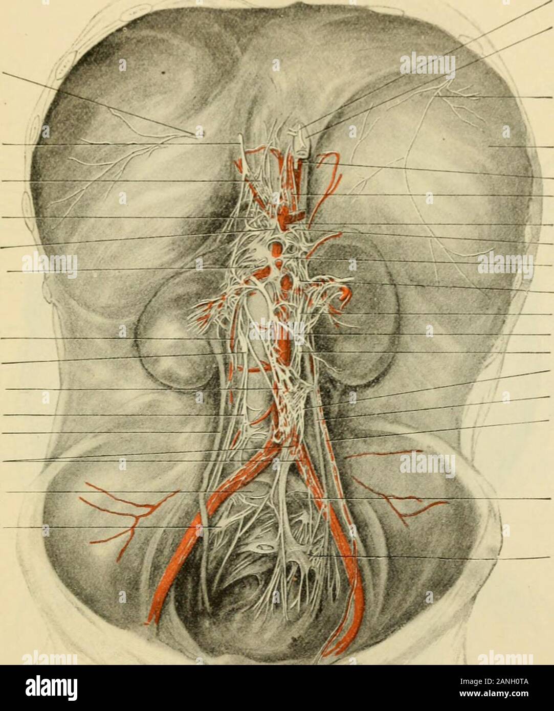 Solar Plexus Anatomy