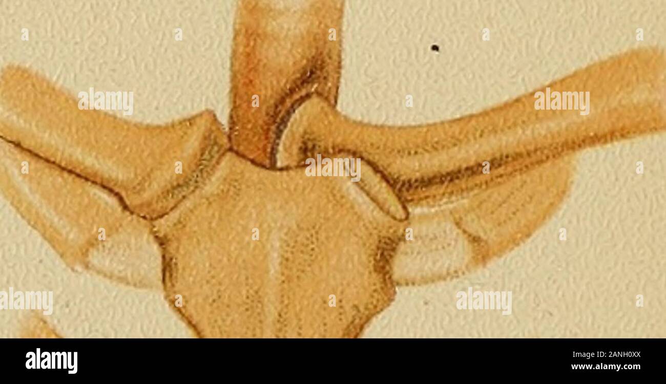 Sternal fracture hi-res stock photography and images - Alamy