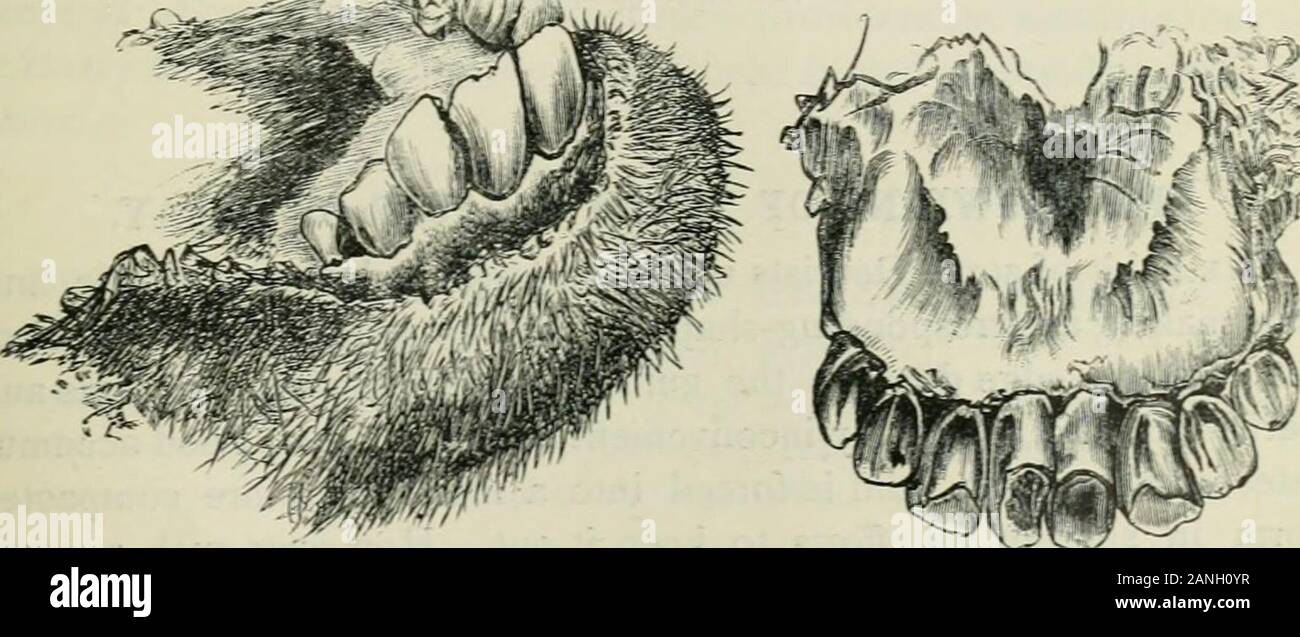 The Dental record . B. ^lolars.The presence of six broad teeth in the ...