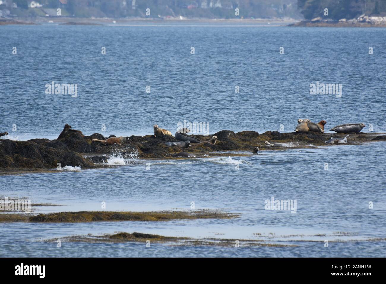 Seals in a colony on an outcropping of a rocks Stock Photo - Alamy