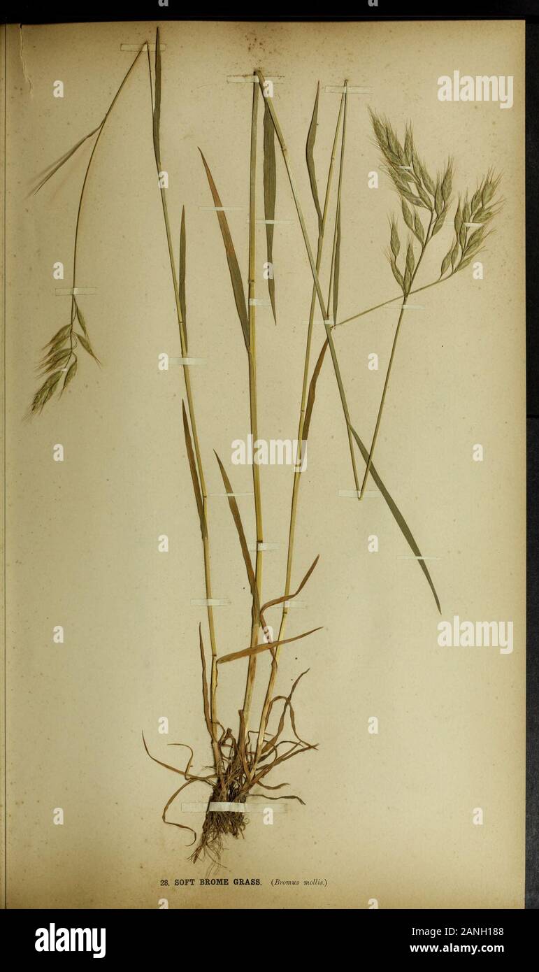 The British farmer's plant portfolio : specimens of the principal ...
