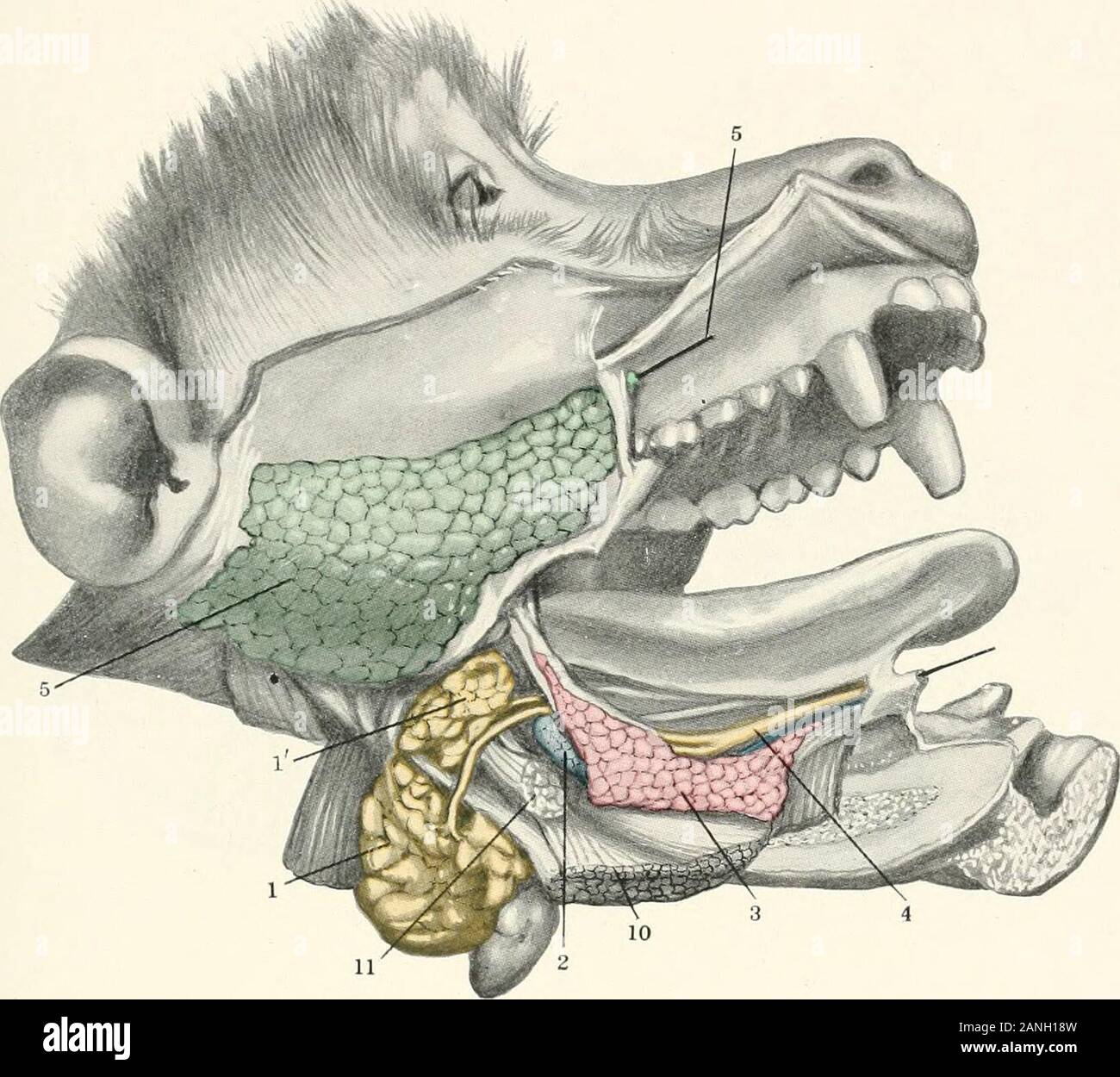 Mylohyoid hi-res stock photography and images - Alamy