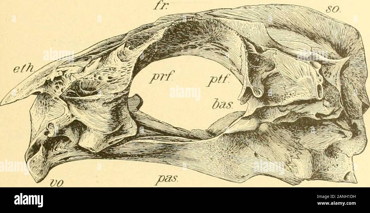Vertebral column fish hi-res stock photography and images - Alamy