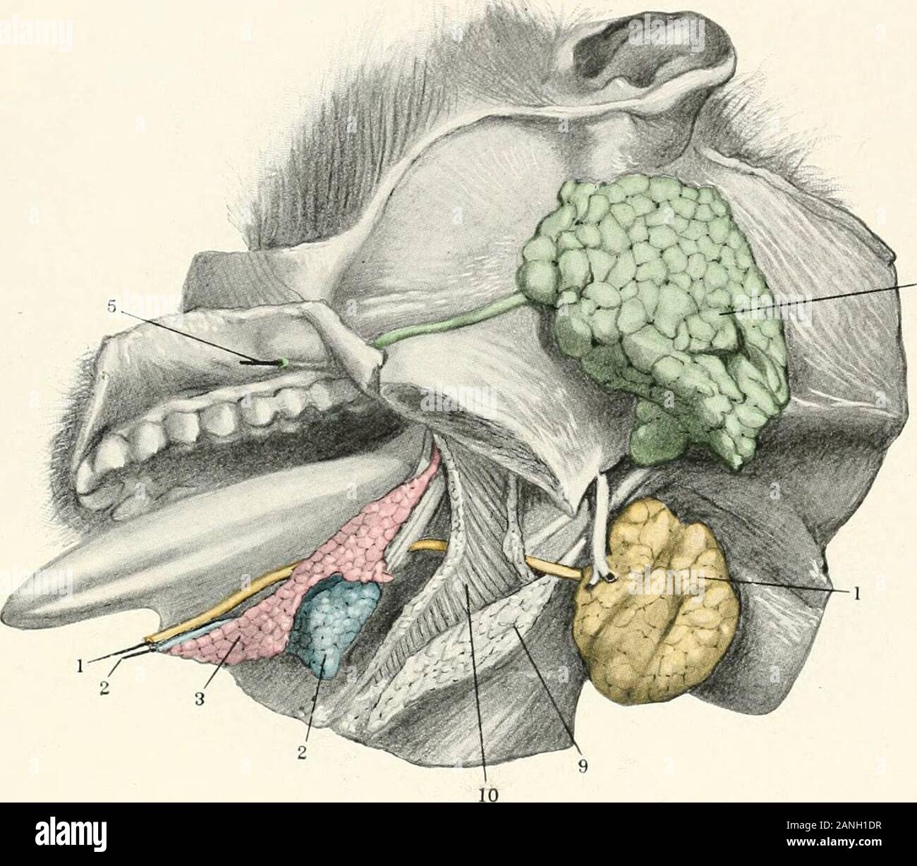 Salivary glands hi-res stock photography and images - Alamy