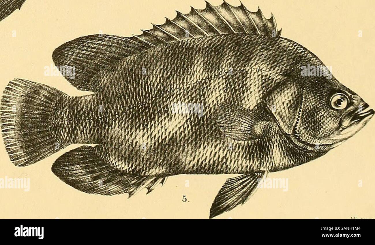 Cinctum hi-res stock photography and images - Alamy