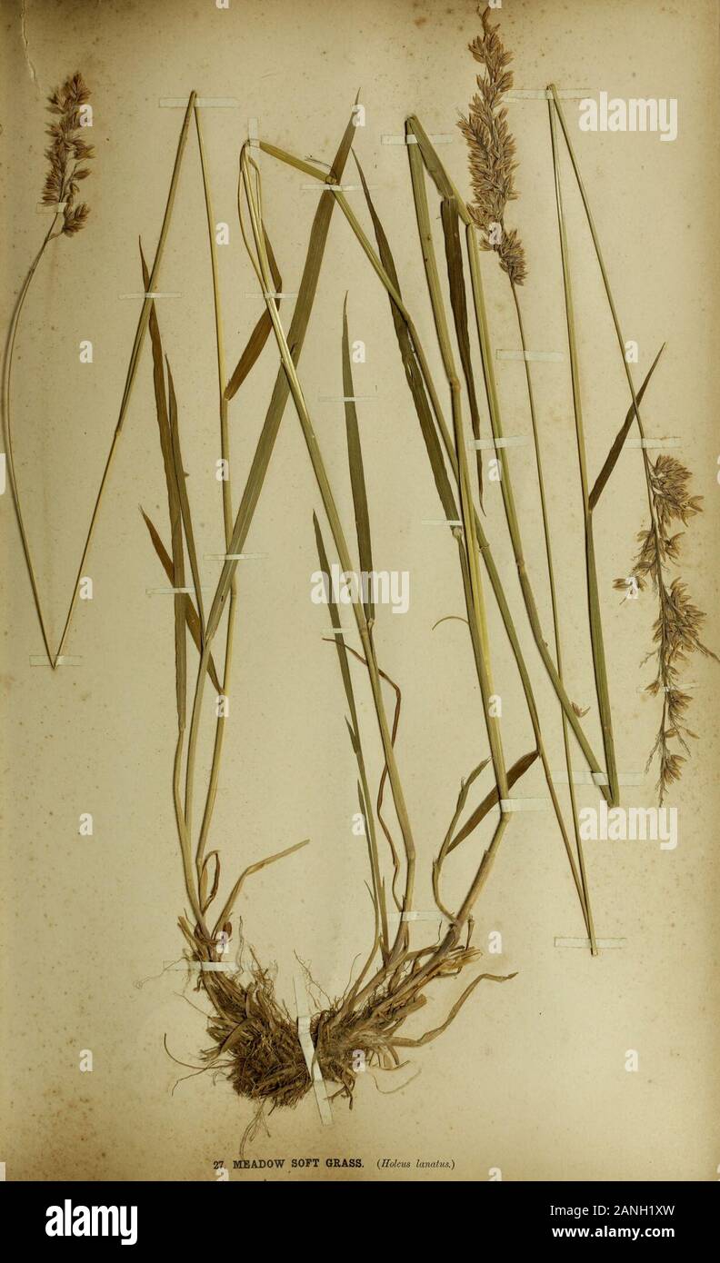 The British farmer's plant portfolio : specimens of the principal ...