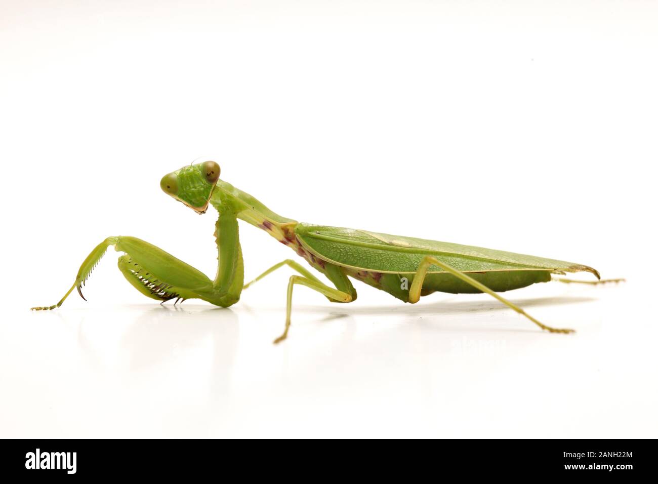 Giant Asian Green Praying Mantis (Hierodula membranacea) isolated on ...