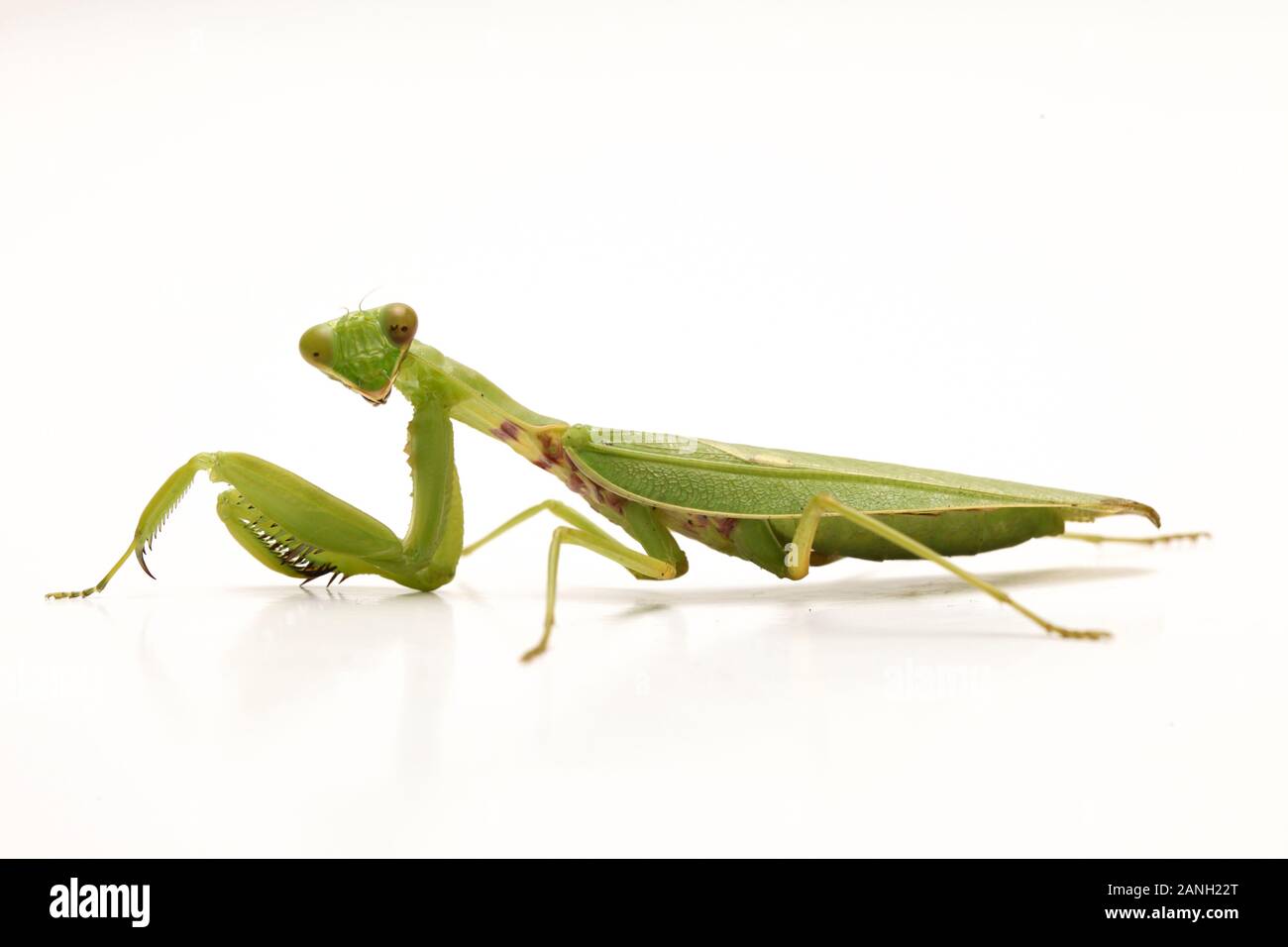 Giant Asian Green Praying Mantis (Hierodula membranacea) isolated on ...