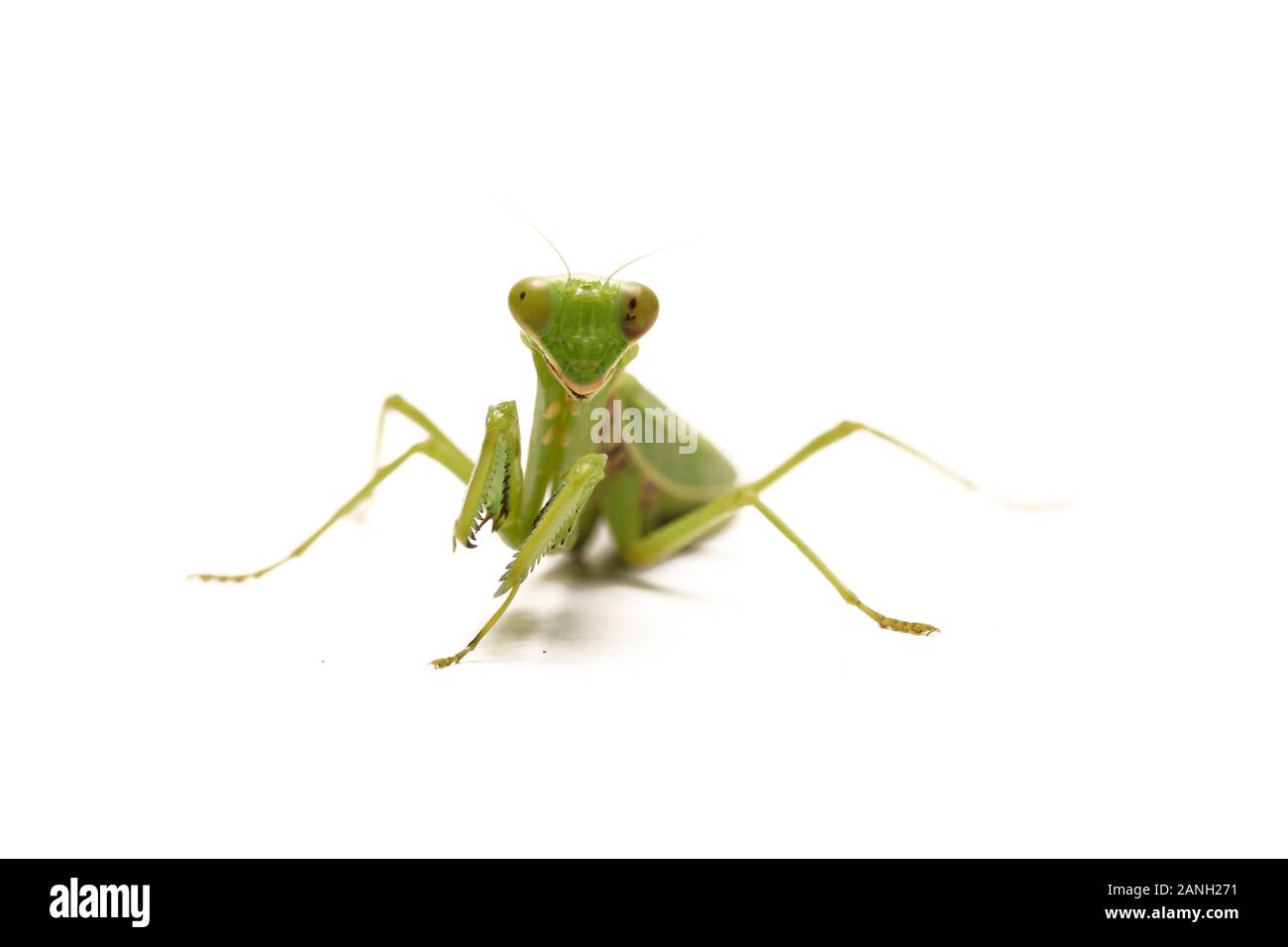 Giant Asian Green Praying Mantis (Hierodula membranacea) isolated on ...