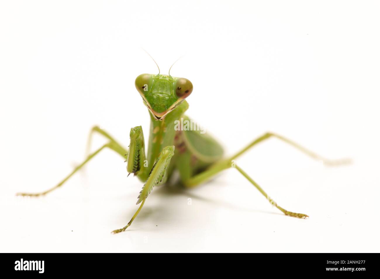 Asian giant mantis Cut Out Stock Images & Pictures - Alamy