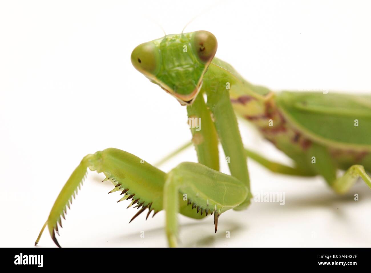Giant Asian Green Praying Mantis (Hierodula membranacea) isolated on ...