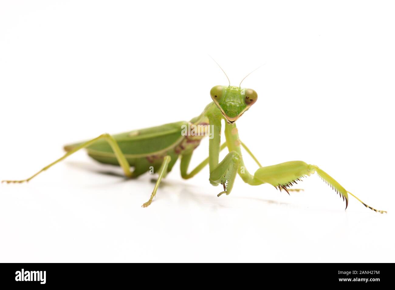 Giant Asian Green Praying Mantis (Hierodula membranacea) isolated on ...