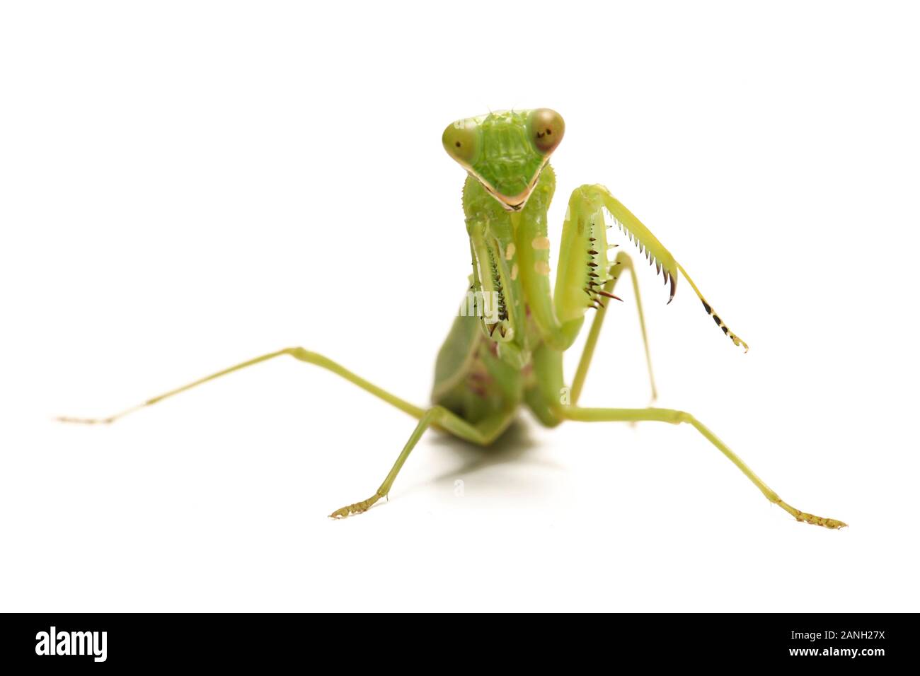 Giant Asian Green Praying Mantis (Hierodula membranacea) isolated on ...