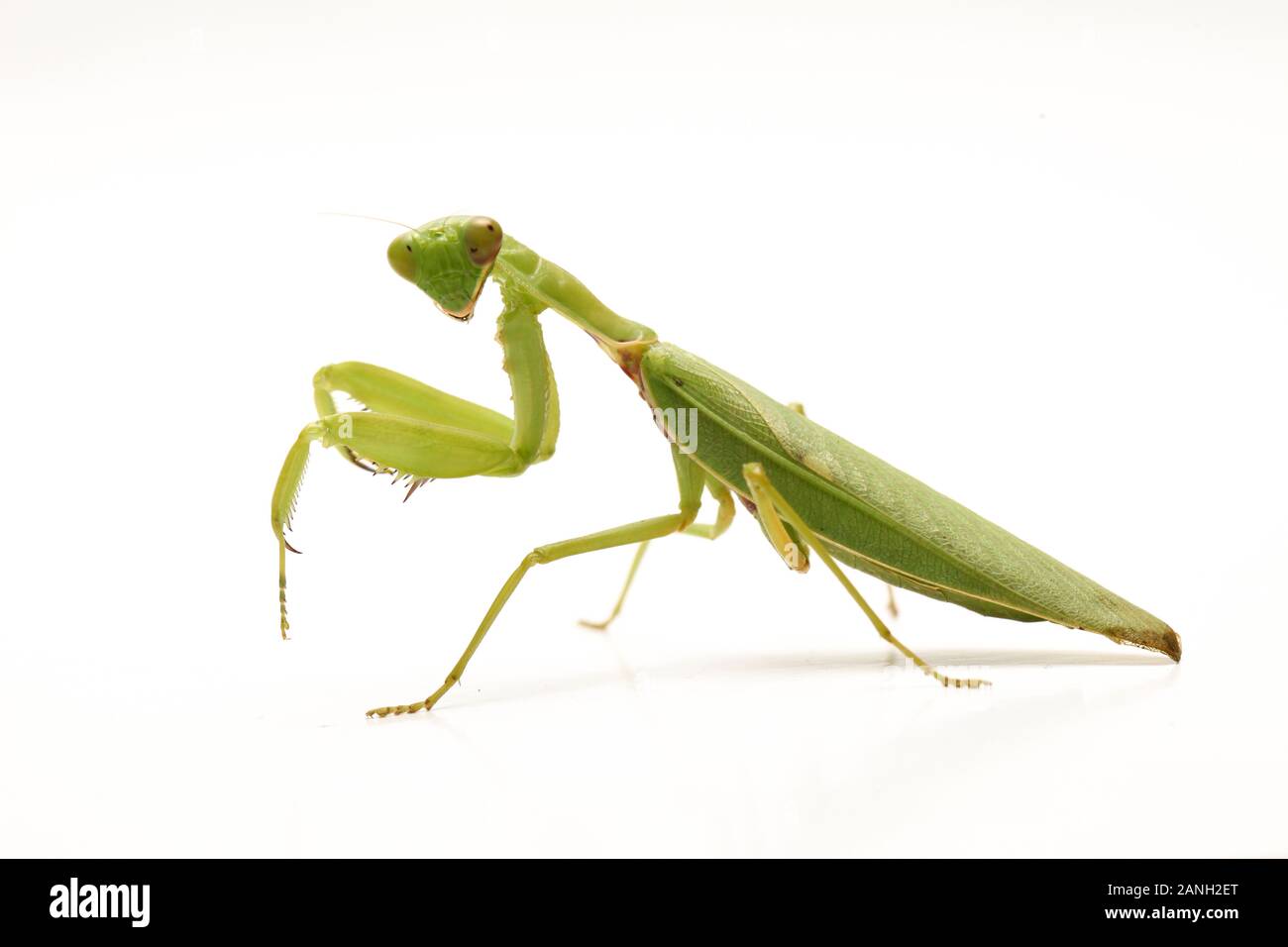 Giant Asian Green Praying Mantis (Hierodula membranacea) isolated on ...