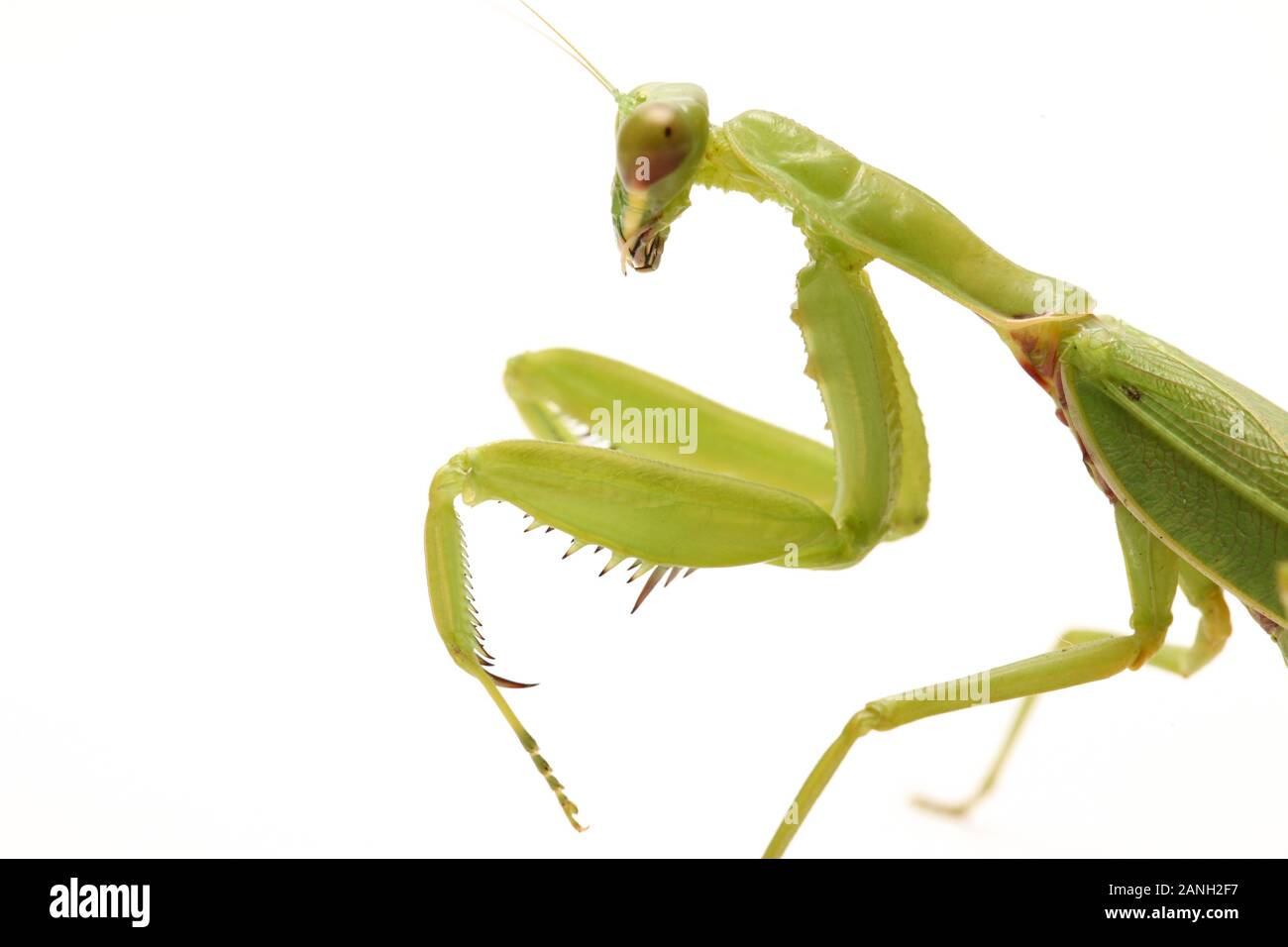 Giant Asian Green Praying Mantis (Hierodula membranacea) isolated on ...