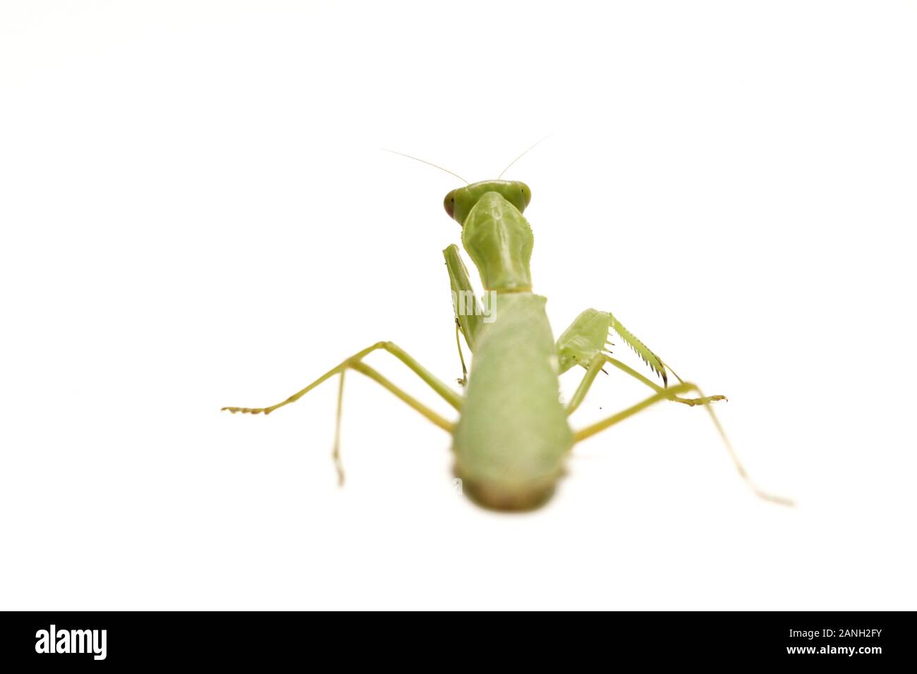 Giant Asian Green Praying Mantis (Hierodula membranacea) isolated on ...