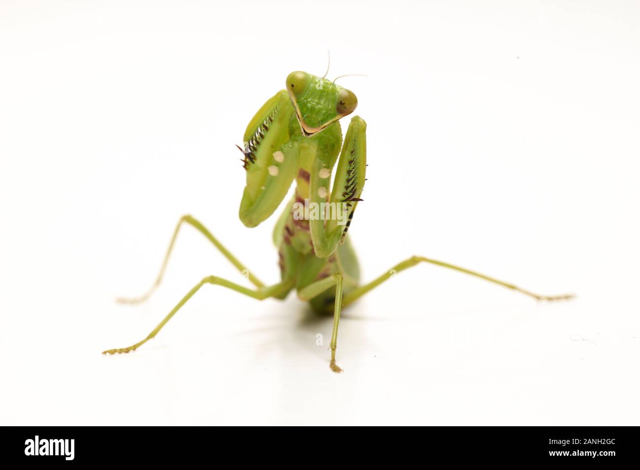 Giant Asian Green Praying Mantis (Hierodula membranacea) isolated on ...