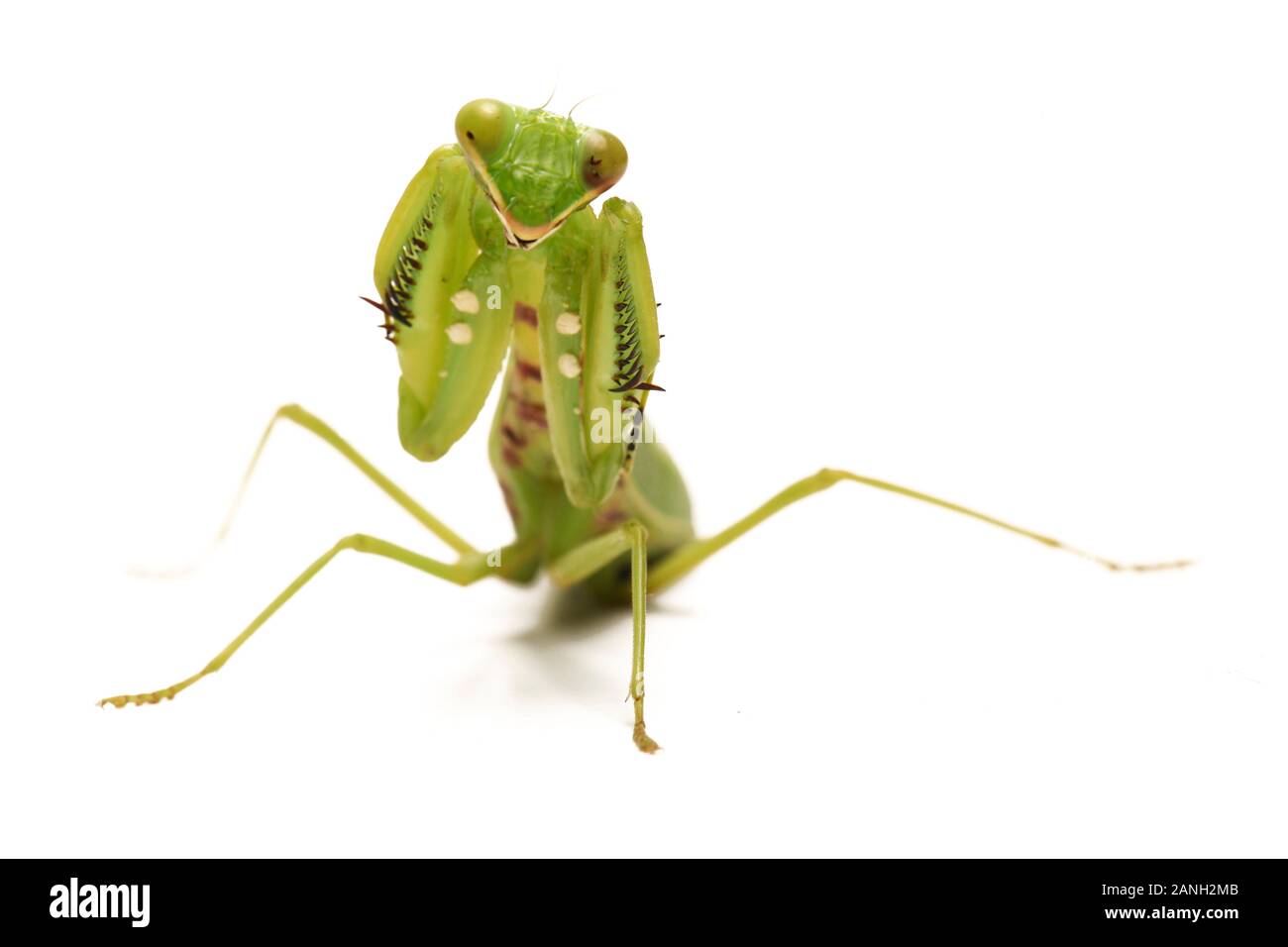 Giant Asian Green Praying Mantis (Hierodula membranacea) isolated on ...