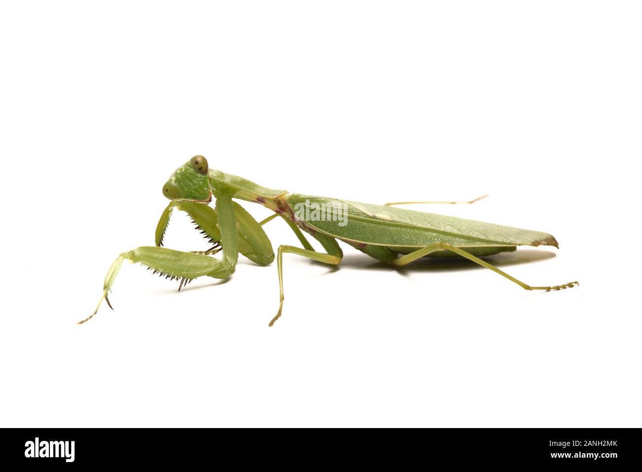 Giant Asian Green Praying Mantis (Hierodula membranacea) isolated on ...