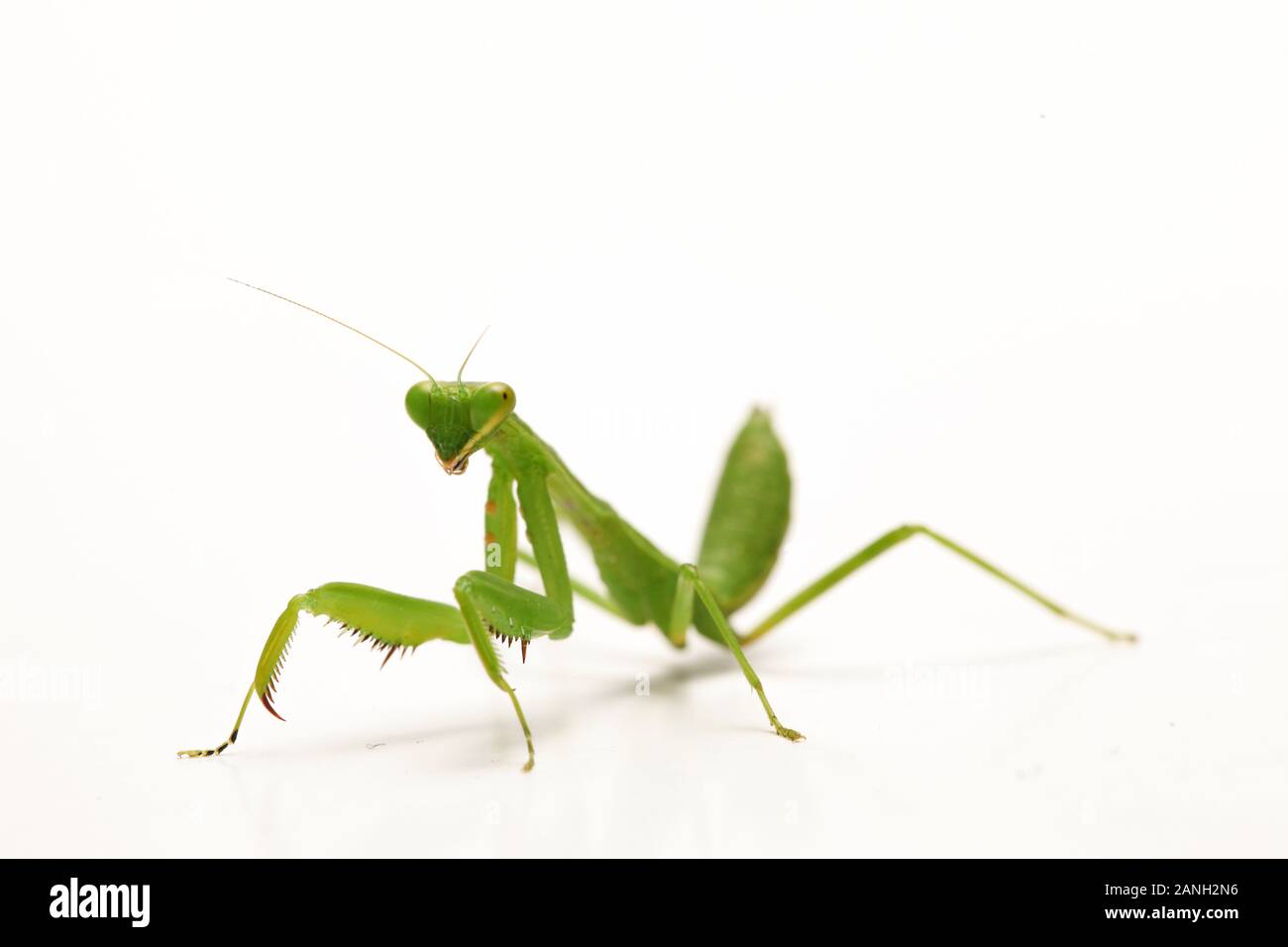 Giant Asian Green Praying Mantis (Hierodula membranacea) isolated on ...