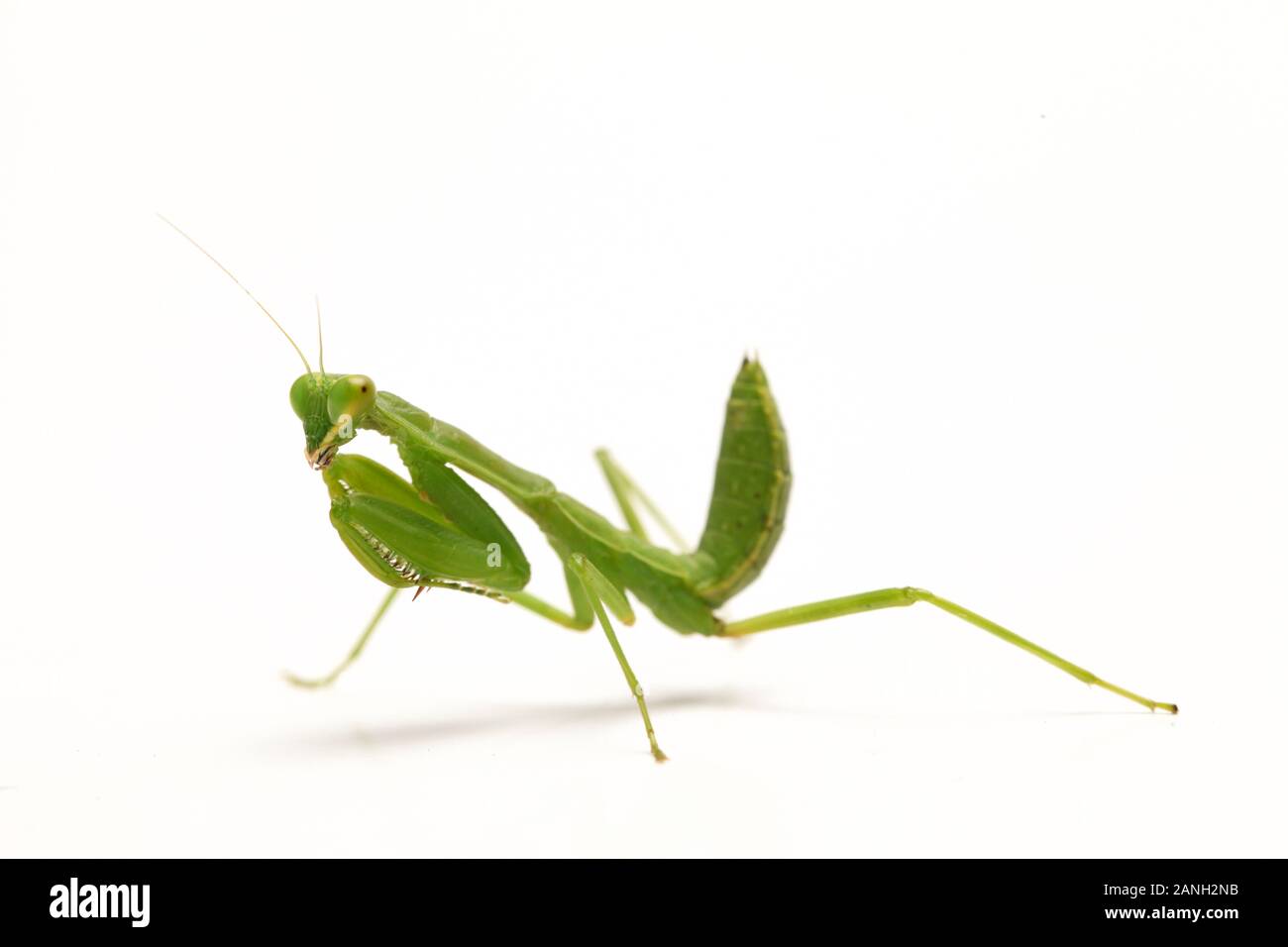 Giant Asian Green Praying Mantis (Hierodula membranacea) isolated on ...