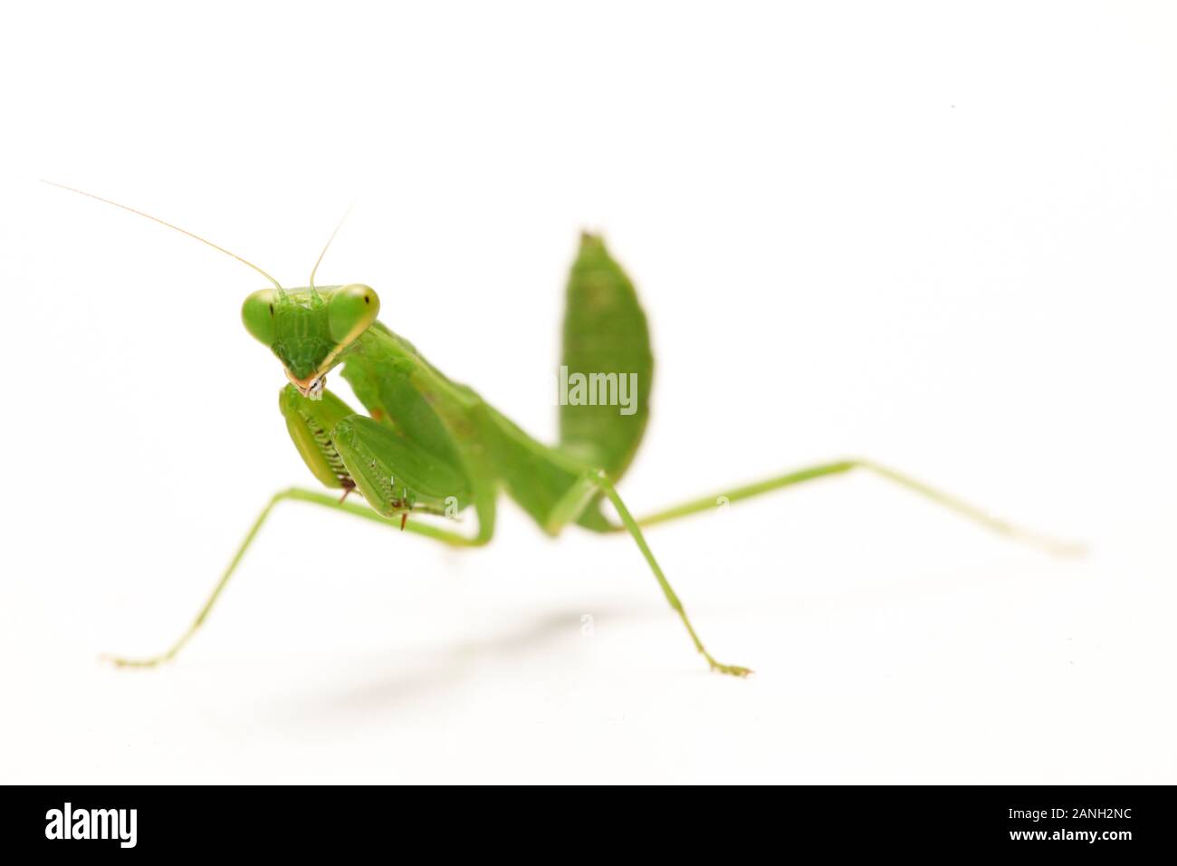 Giant Asian Green Praying Mantis (Hierodula membranacea) isolated on ...