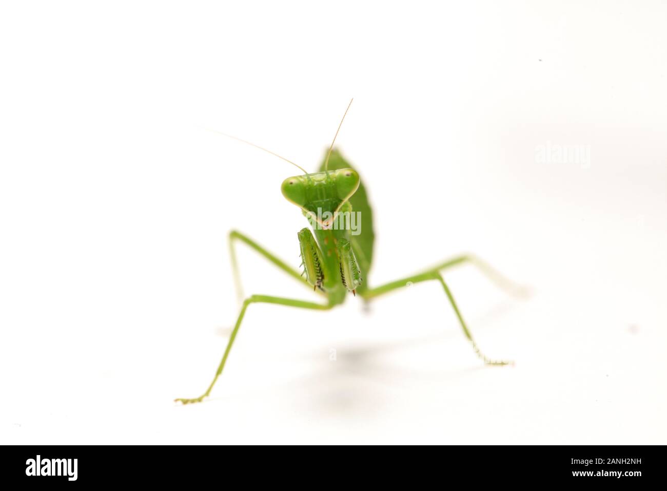 Giant Asian Green Praying Mantis (Hierodula membranacea) isolated on ...