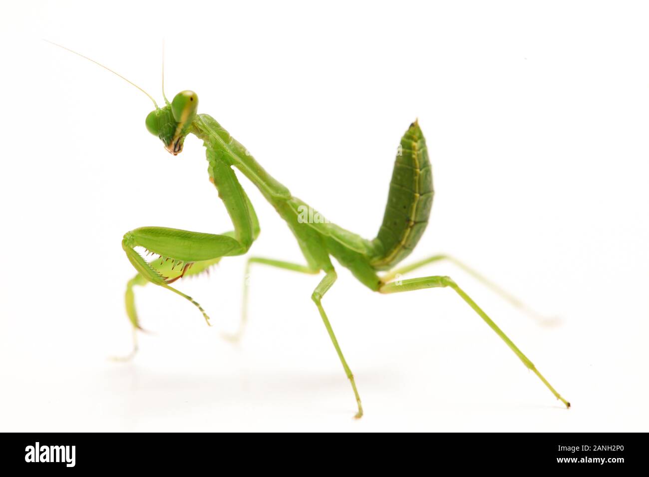 Giant Asian Green Praying Mantis (Hierodula membranacea) isolated on ...